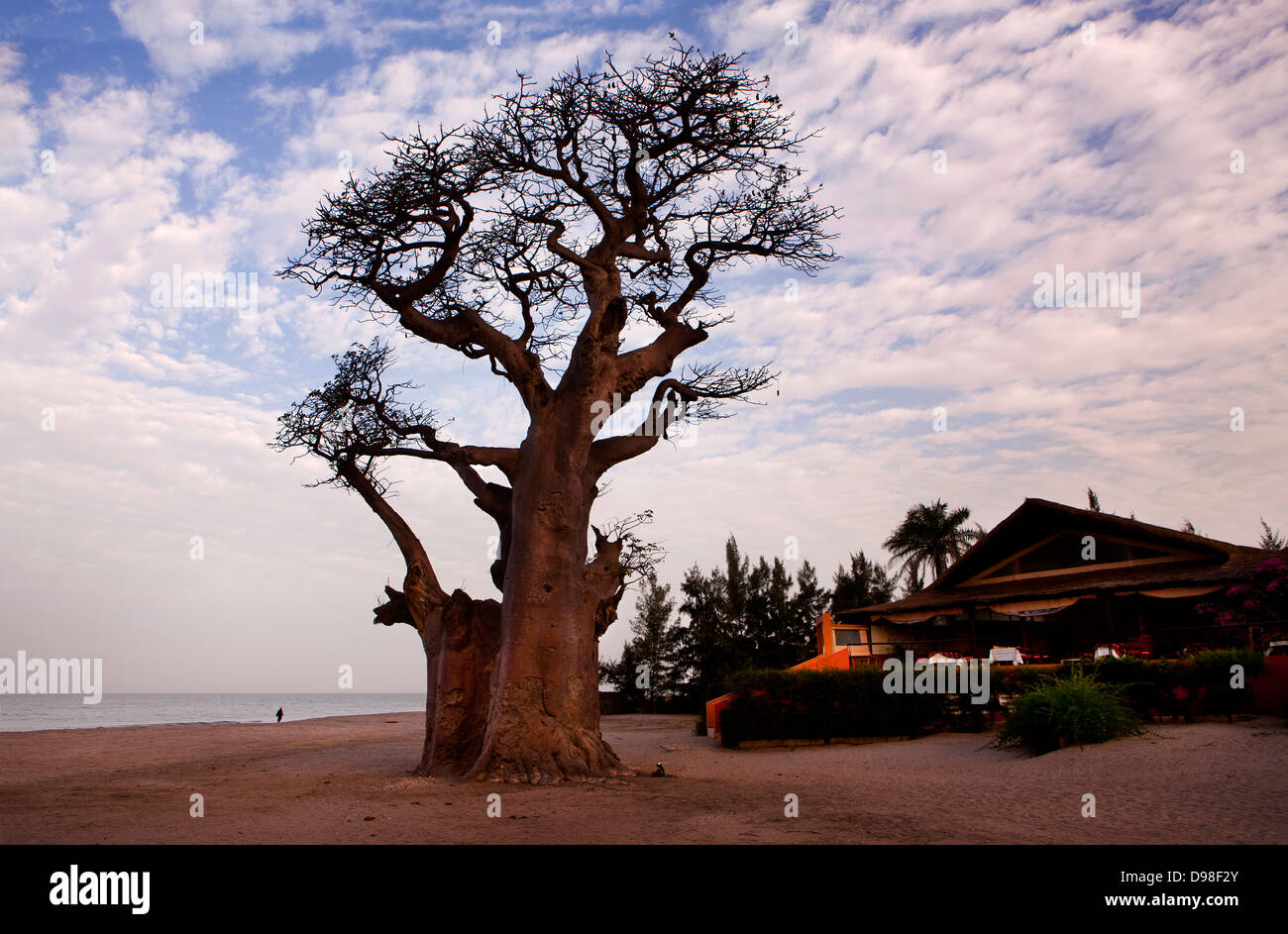 Baobab tree on the beach by tourist hotel, Saloum Delta National Park ...