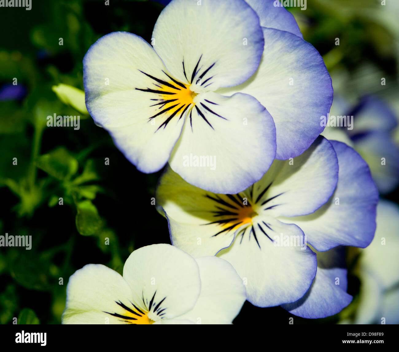 Blue violas flowers hi-res stock photography and images - Alamy