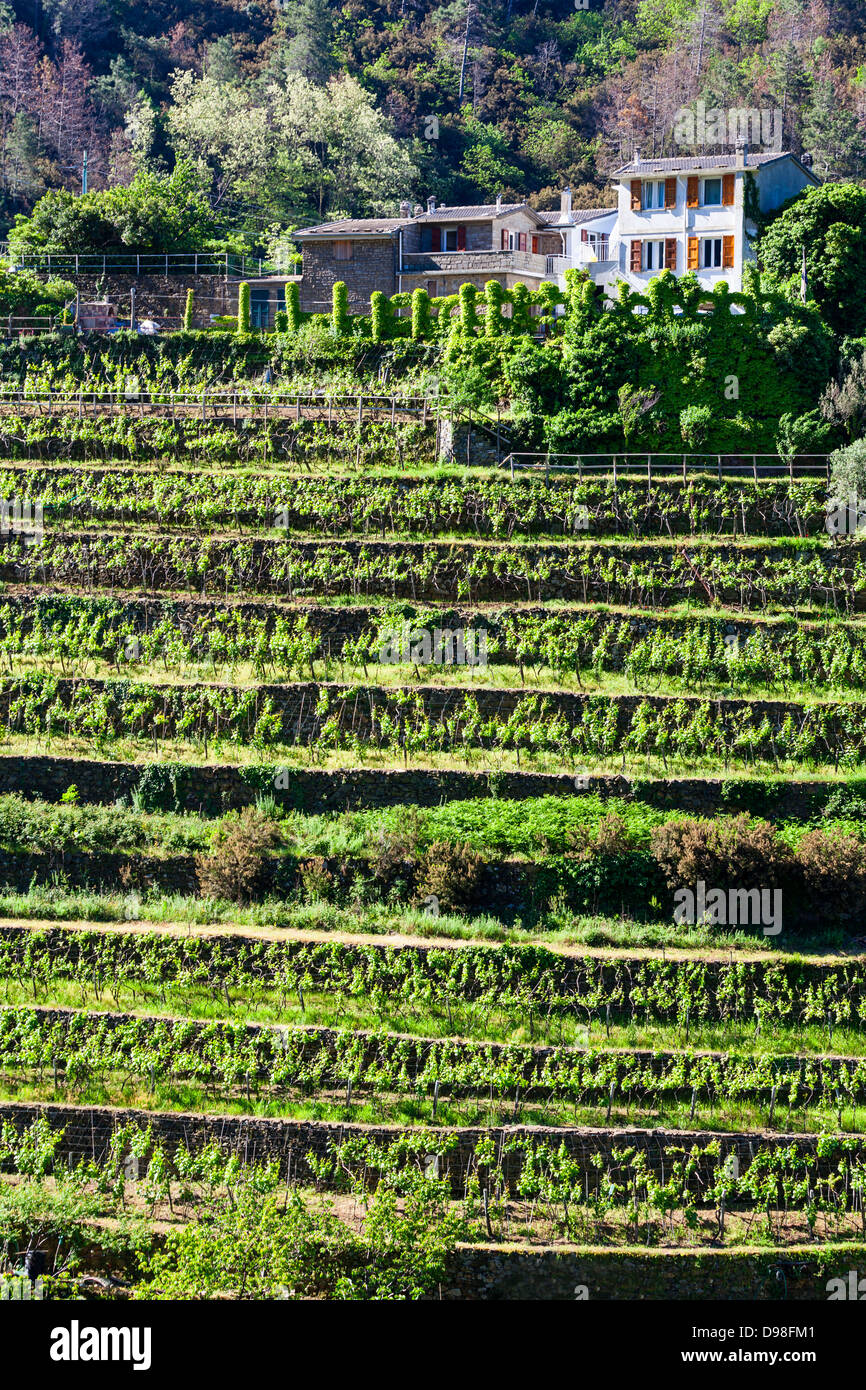 Vine terrace hi-res stock photography and images - Alamy