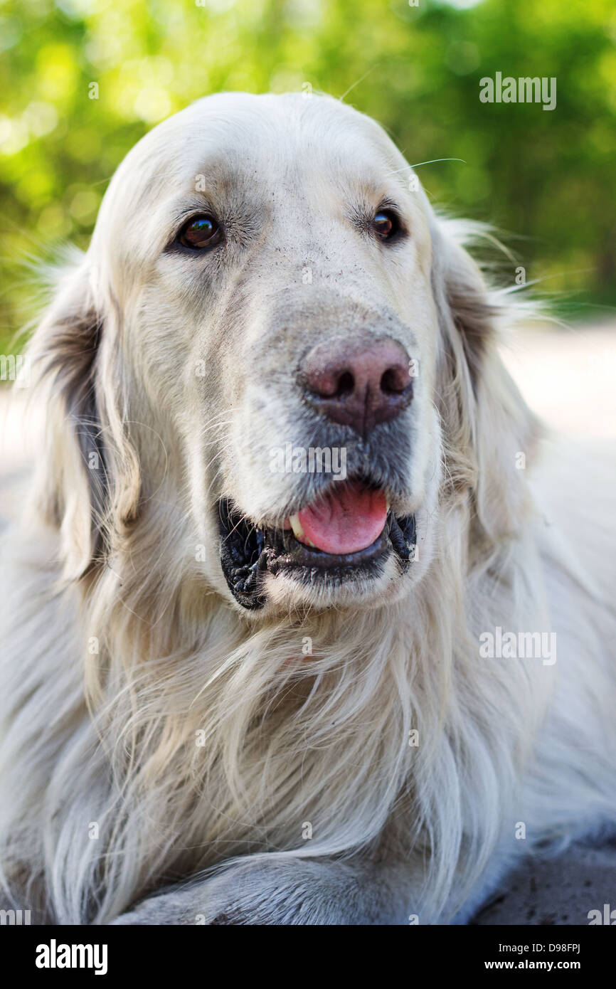 portrait of golden retriever dog close up at the park in summer Stock ...