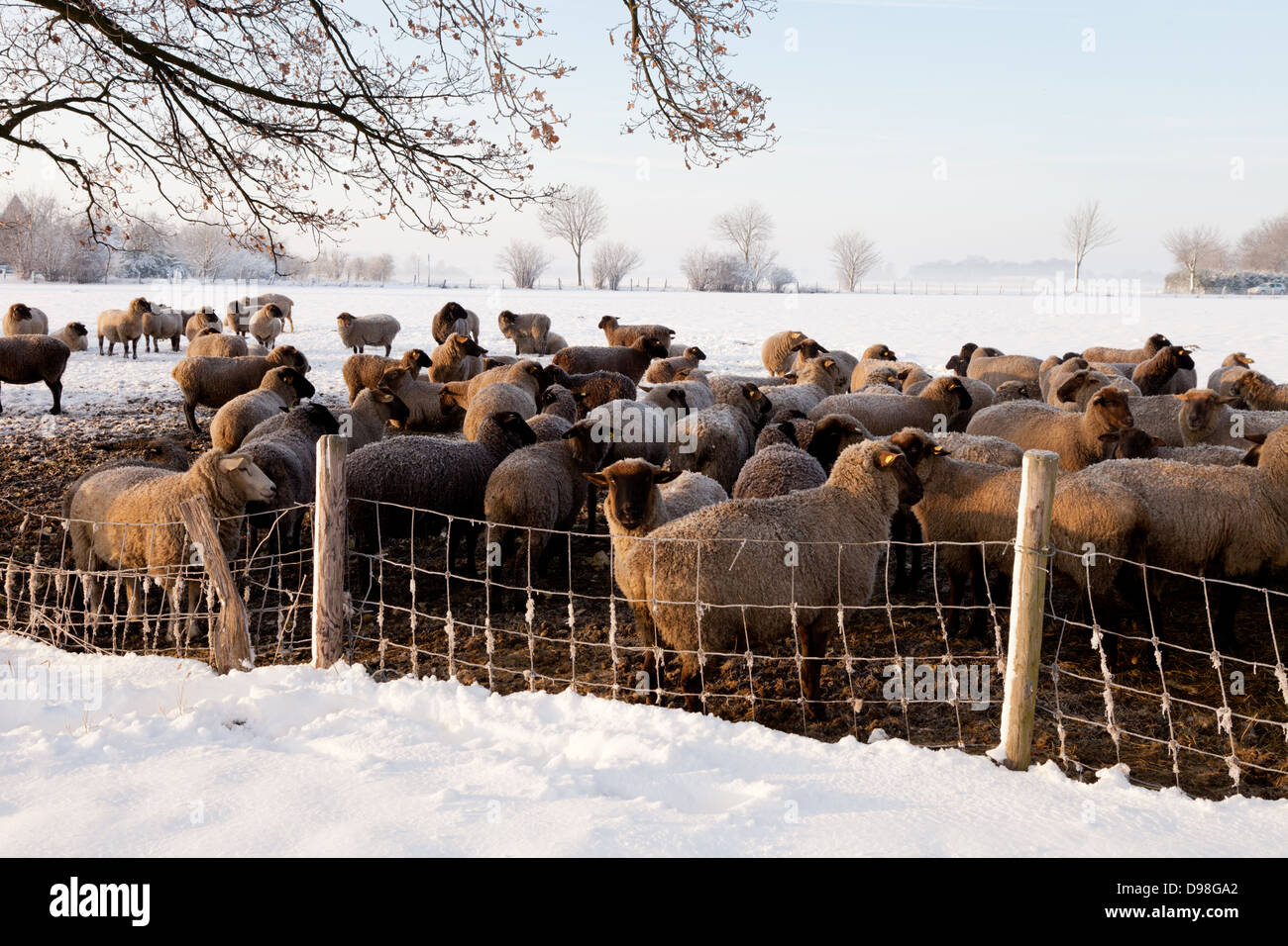 Flock of sheep standing in a snow covered field under a tree in Germany ...