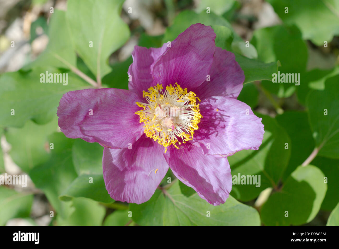 Ukraine flowers hi-res stock photography and images - Alamy