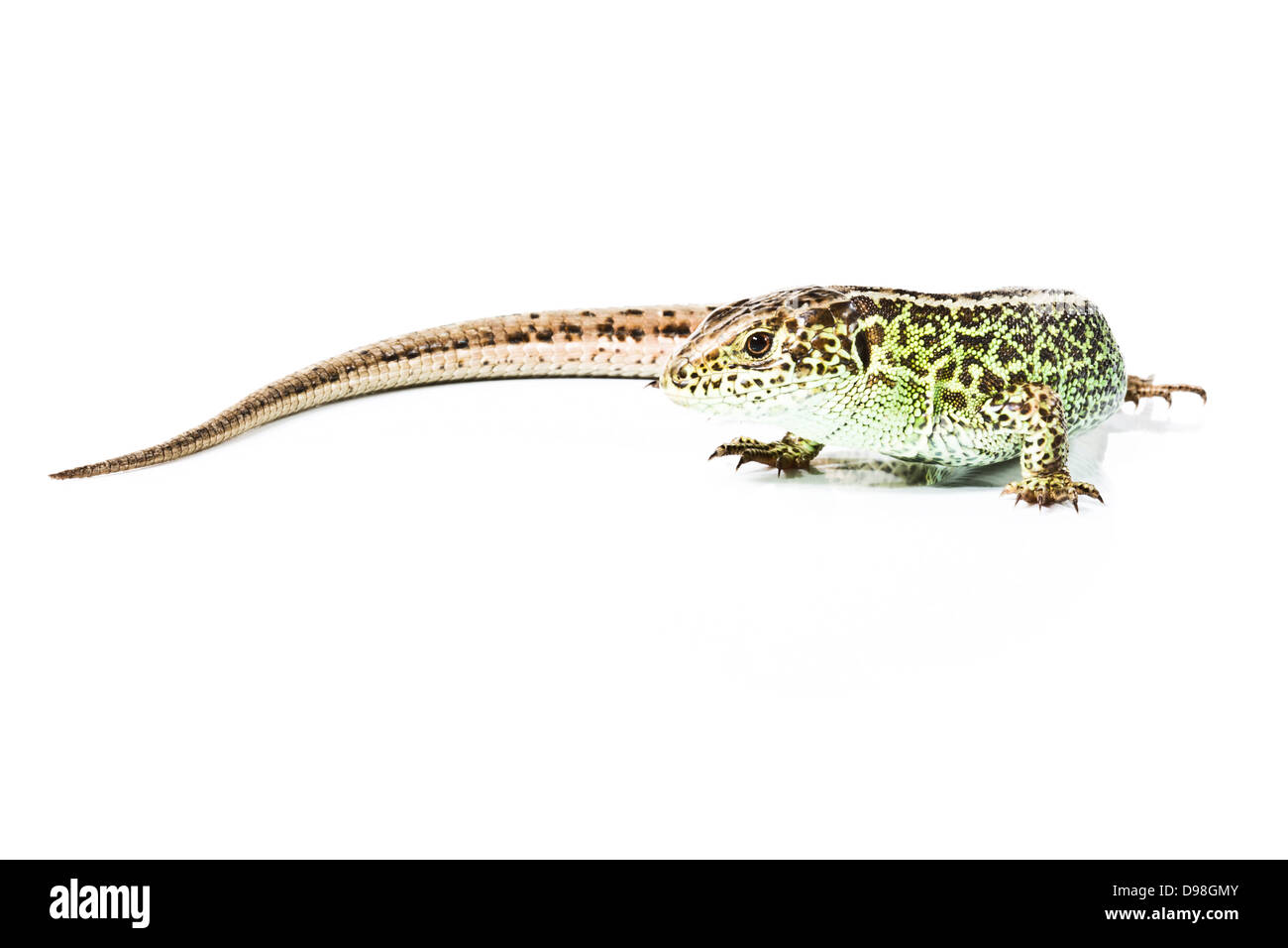 Sand lizard on white background Stock Photo - Alamy