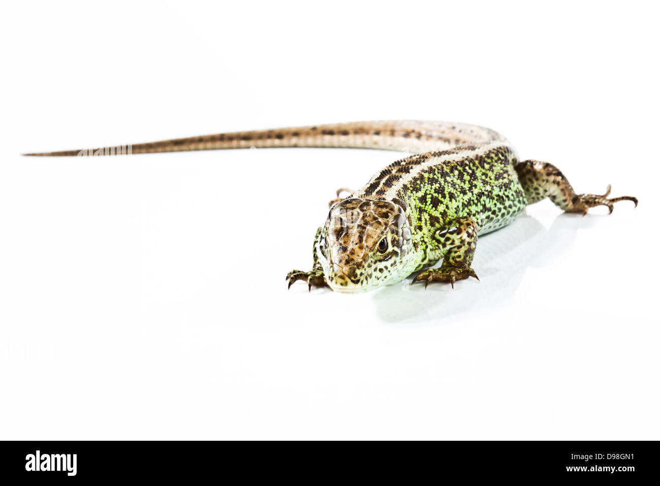 Sand lizard on white background Stock Photo - Alamy