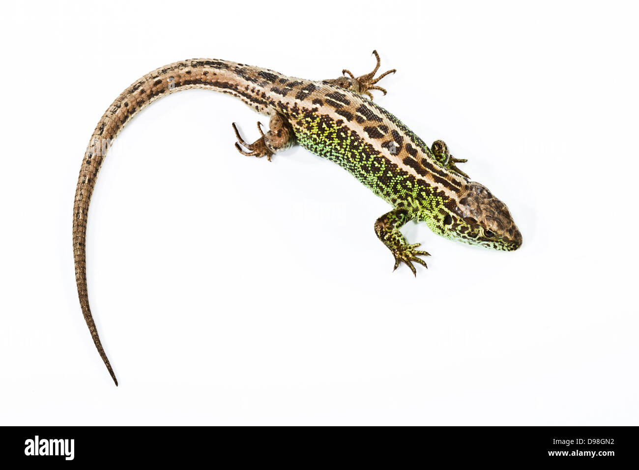 Sand lizard on white background Stock Photo - Alamy