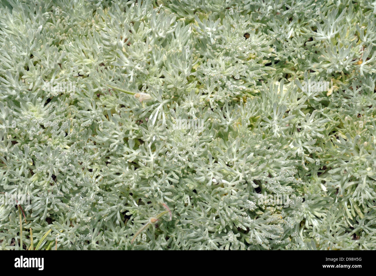 background from plants, Crimea, Ukraine, Eastern Europe Stock Photo - Alamy