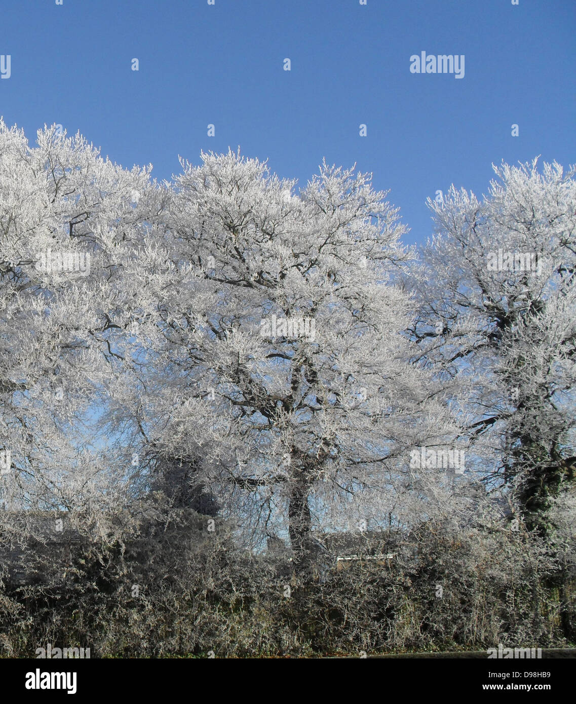 Frost covering trees , England, Winter Stock Photo - Alamy