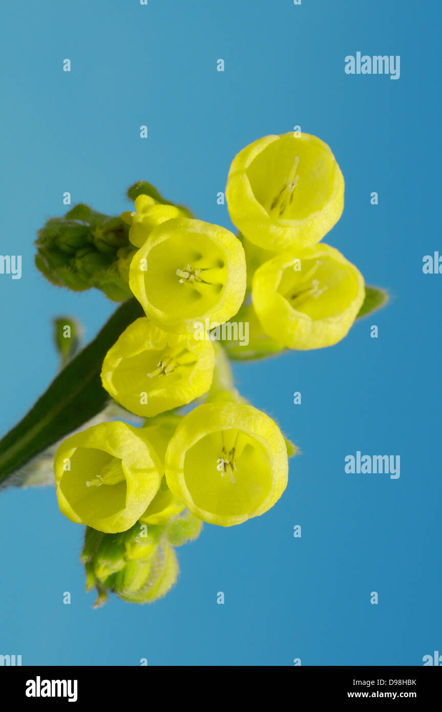Golden-flowered Onosma (Onosma taurica) Crimea, Ukraine, Eastern Europe ...