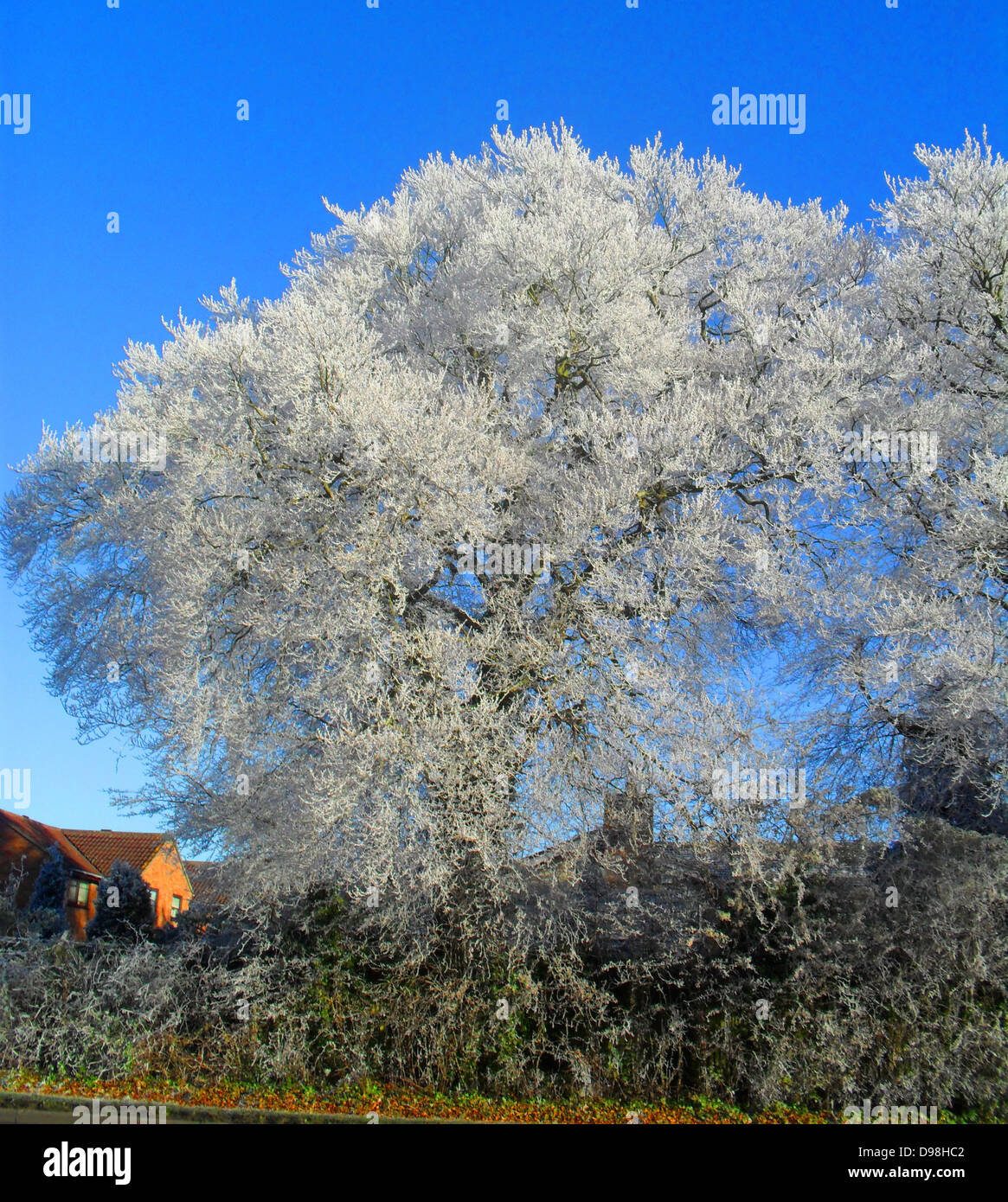 Frost covering trees , England, Winter Stock Photo - Alamy