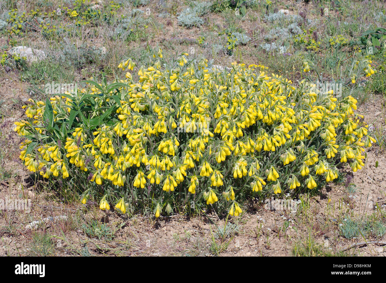 Golden-flowered Onosma (Onosma taurica) Crimea, Ukraine, Eastern Europe ...