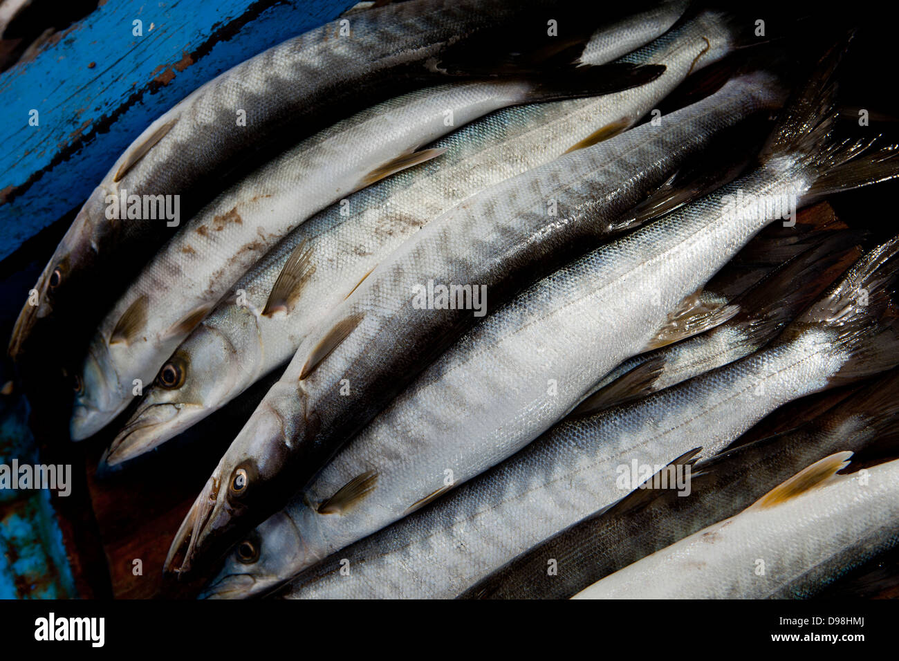 Senegal fish hi-res stock photography and images - Alamy