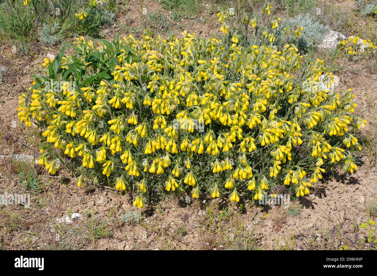 Golden-flowered Onosma (Onosma taurica) Crimea, Ukraine, Eastern Europe ...