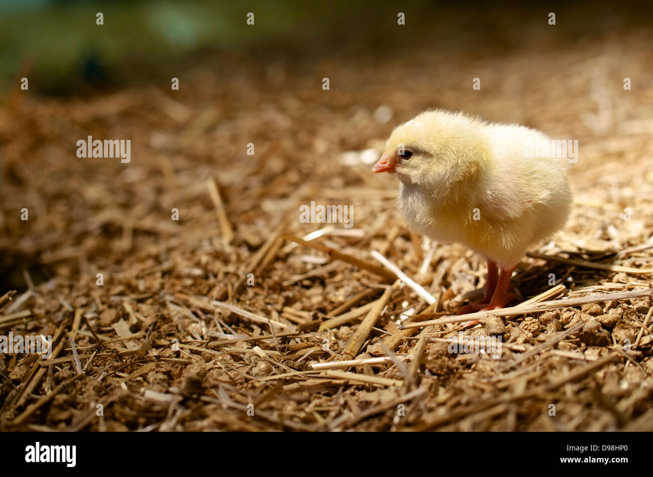 Germany, Baden Wuerttemberg, Chicken looking down Stock Photo - Alamy