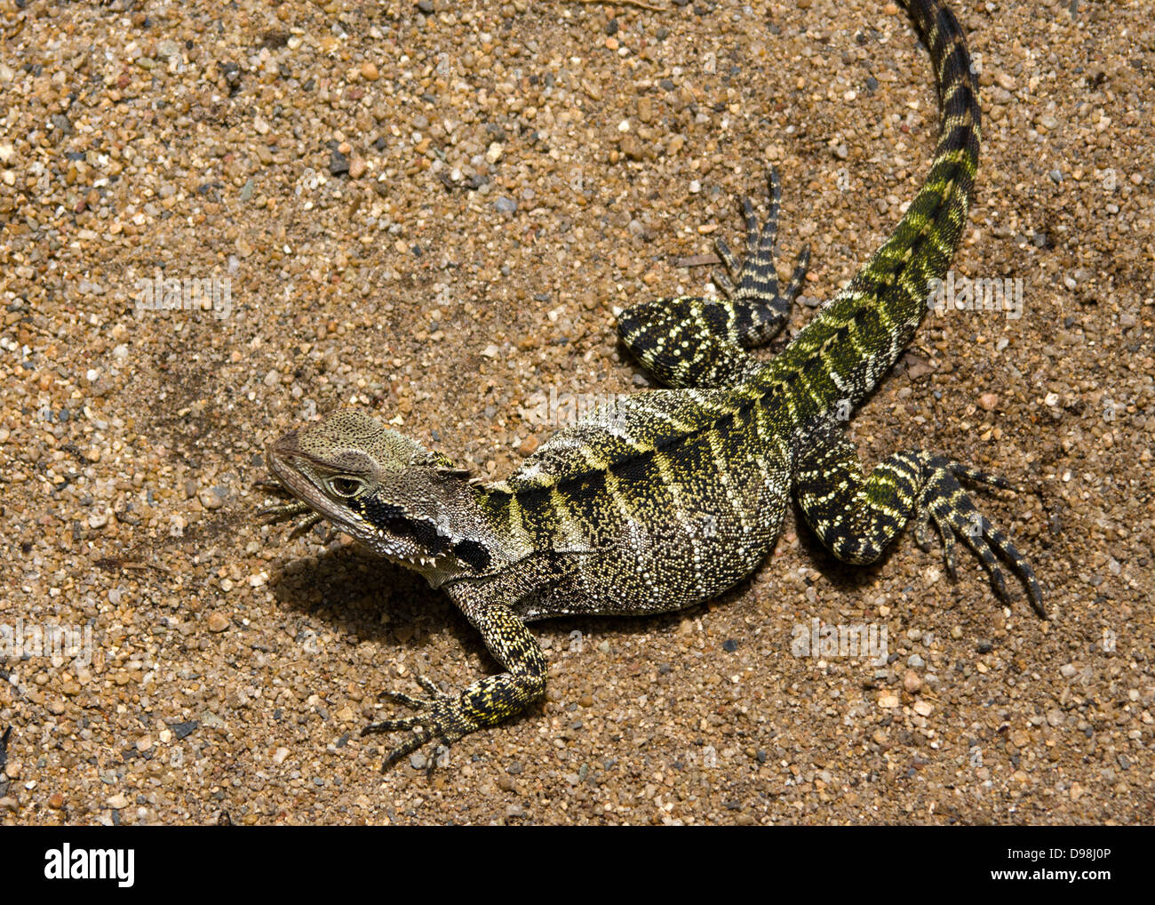Close up of a lizard basking in the sun Stock Photo - Alamy