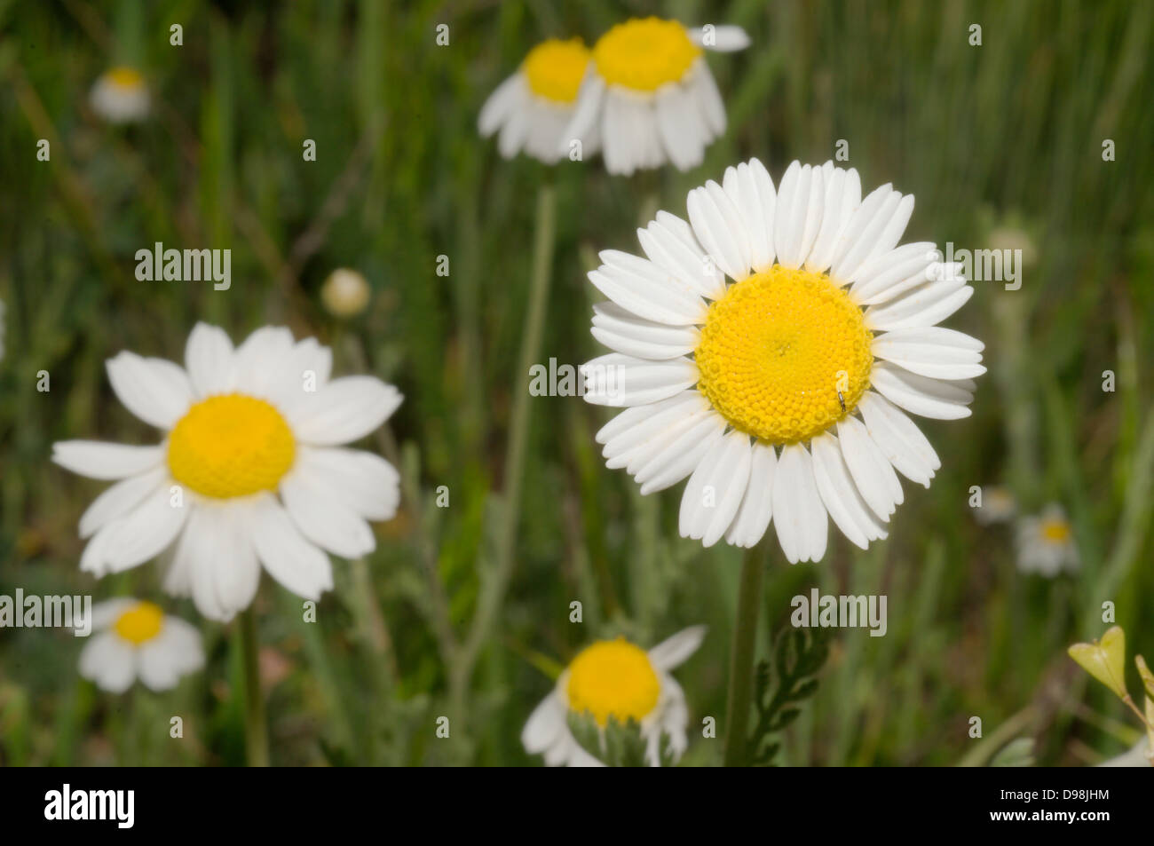 Pyretrum hi-res stock photography and images - Alamy