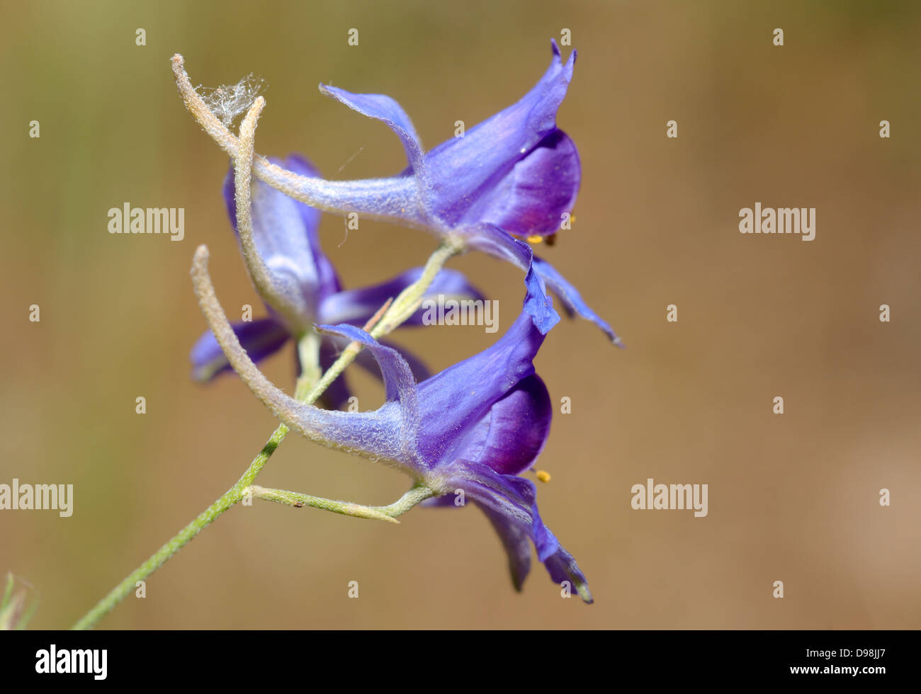 Forking Larkspur, Rocket-larkspur, or Field larkspur (Delphinium ...