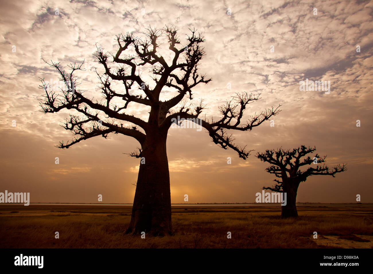 Baobab trees on the salt flats, Saloum Delta National Park, in Senegal ...