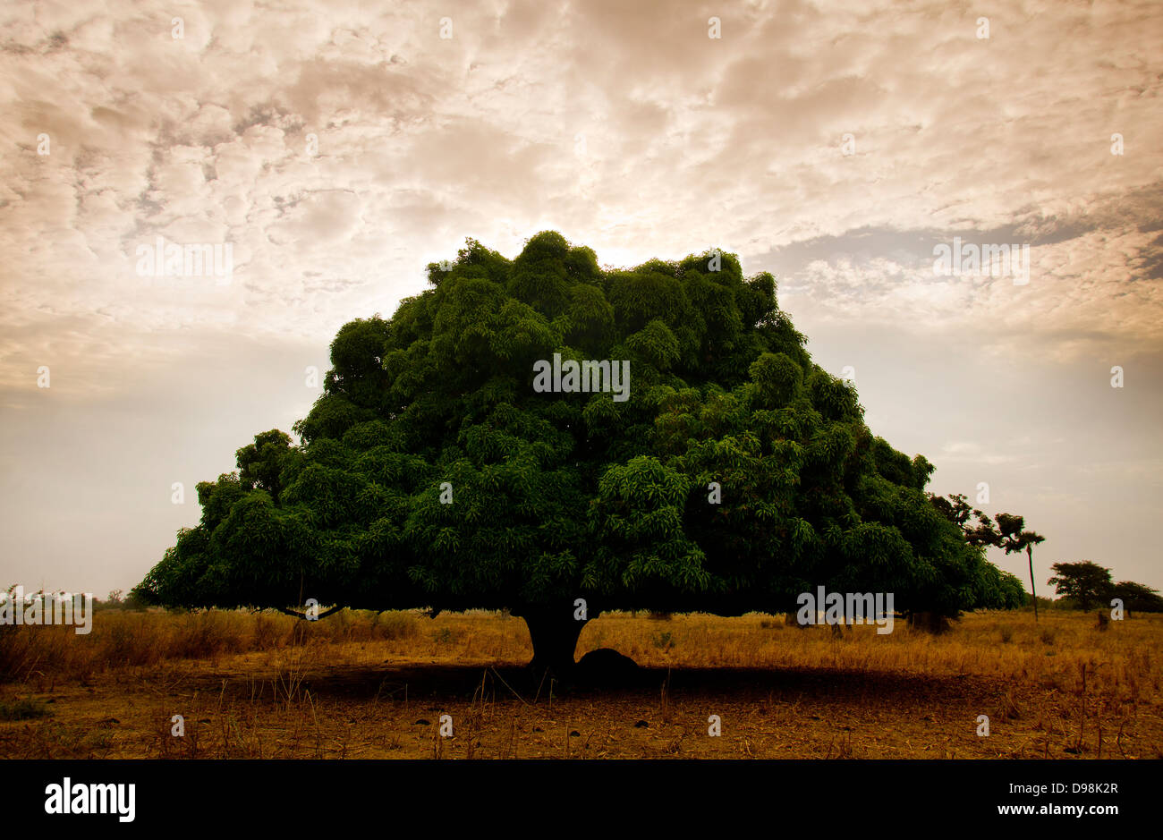 Mango tree hi-res stock photography and images - Alamy