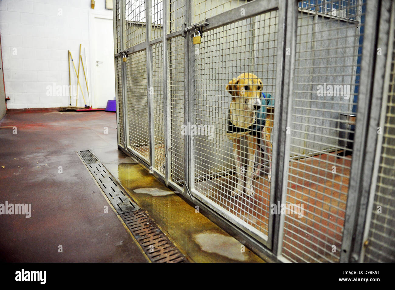 A dog at Cardiff Dogs Home, who faced overcrowding after Christmas ...