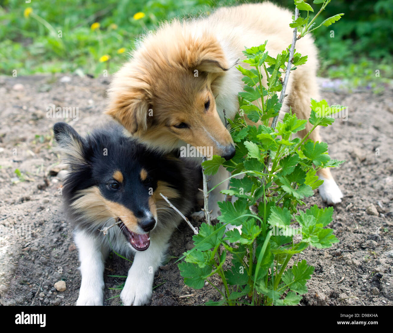 Small sheepdog hi-res stock photography and images - Alamy