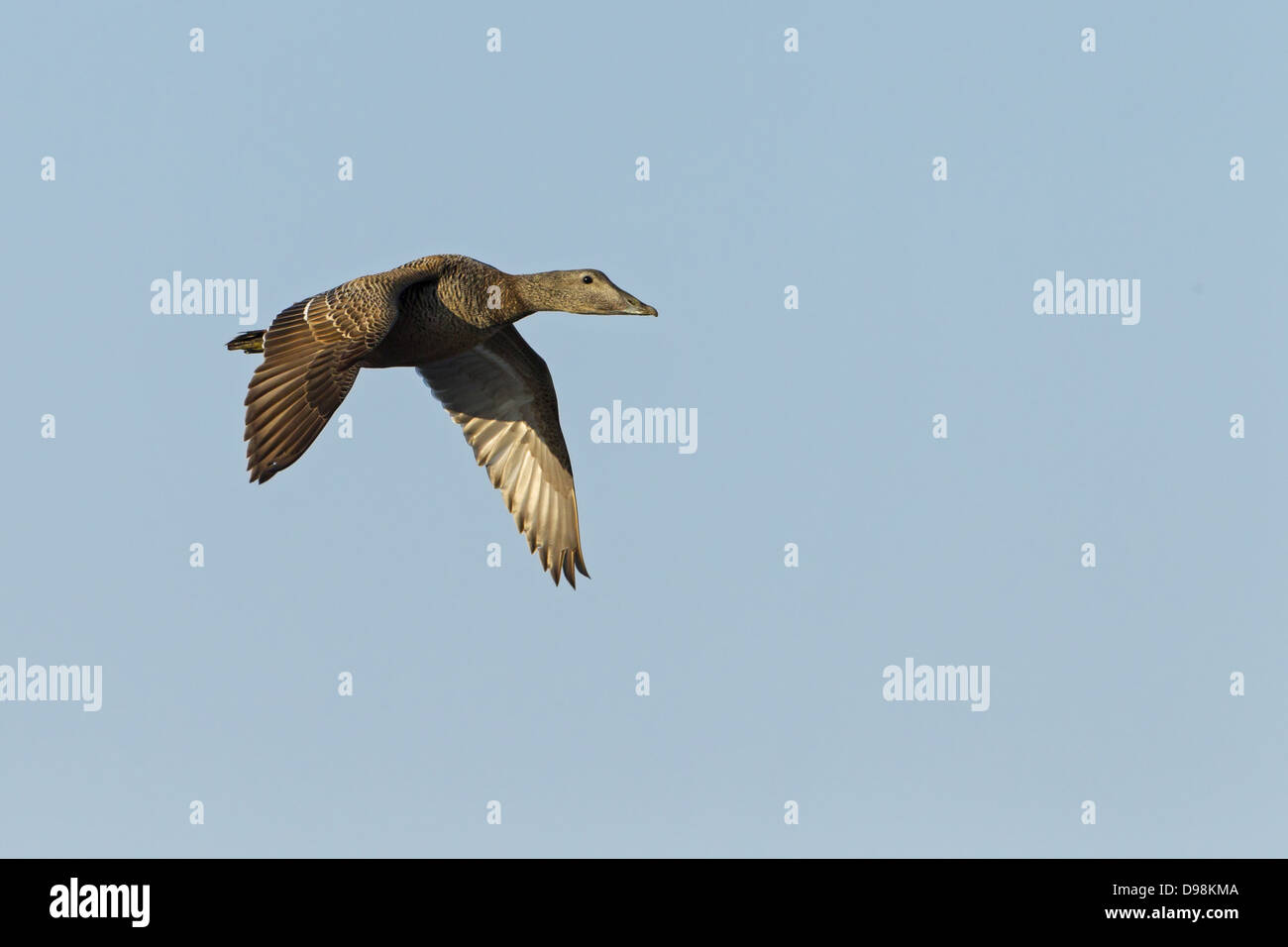 Eider comun hi-res stock photography and images - Alamy