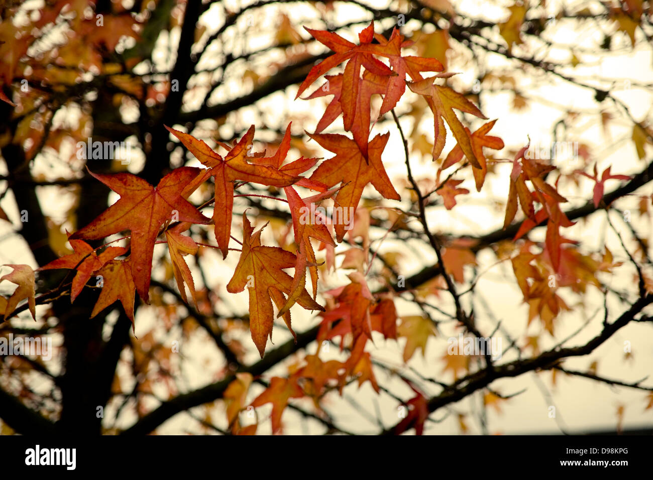 Liquidambar leaves in autumn Stock Photo - Alamy