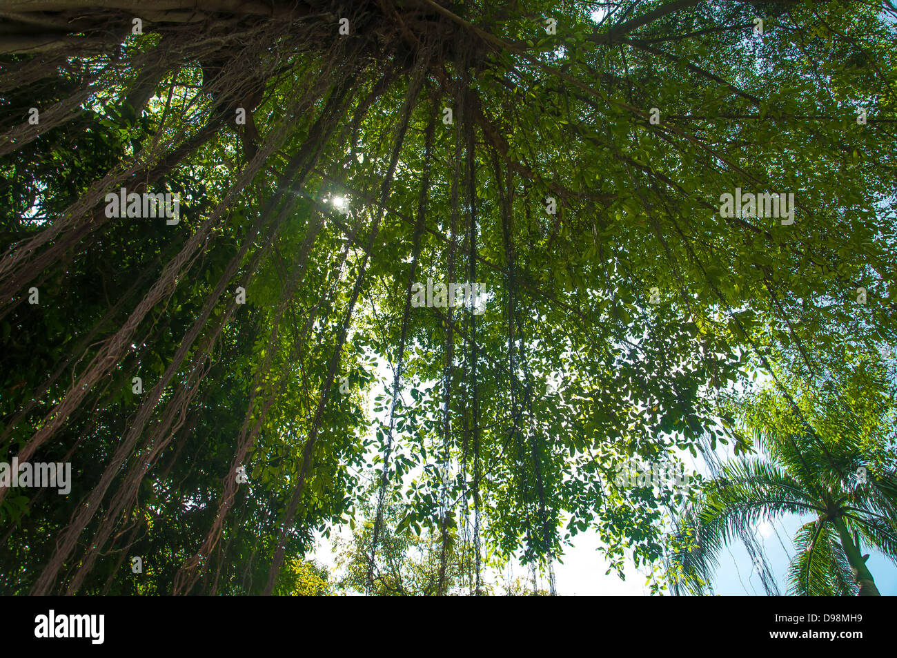View from the bottom of the tree Stock Photo - Alamy