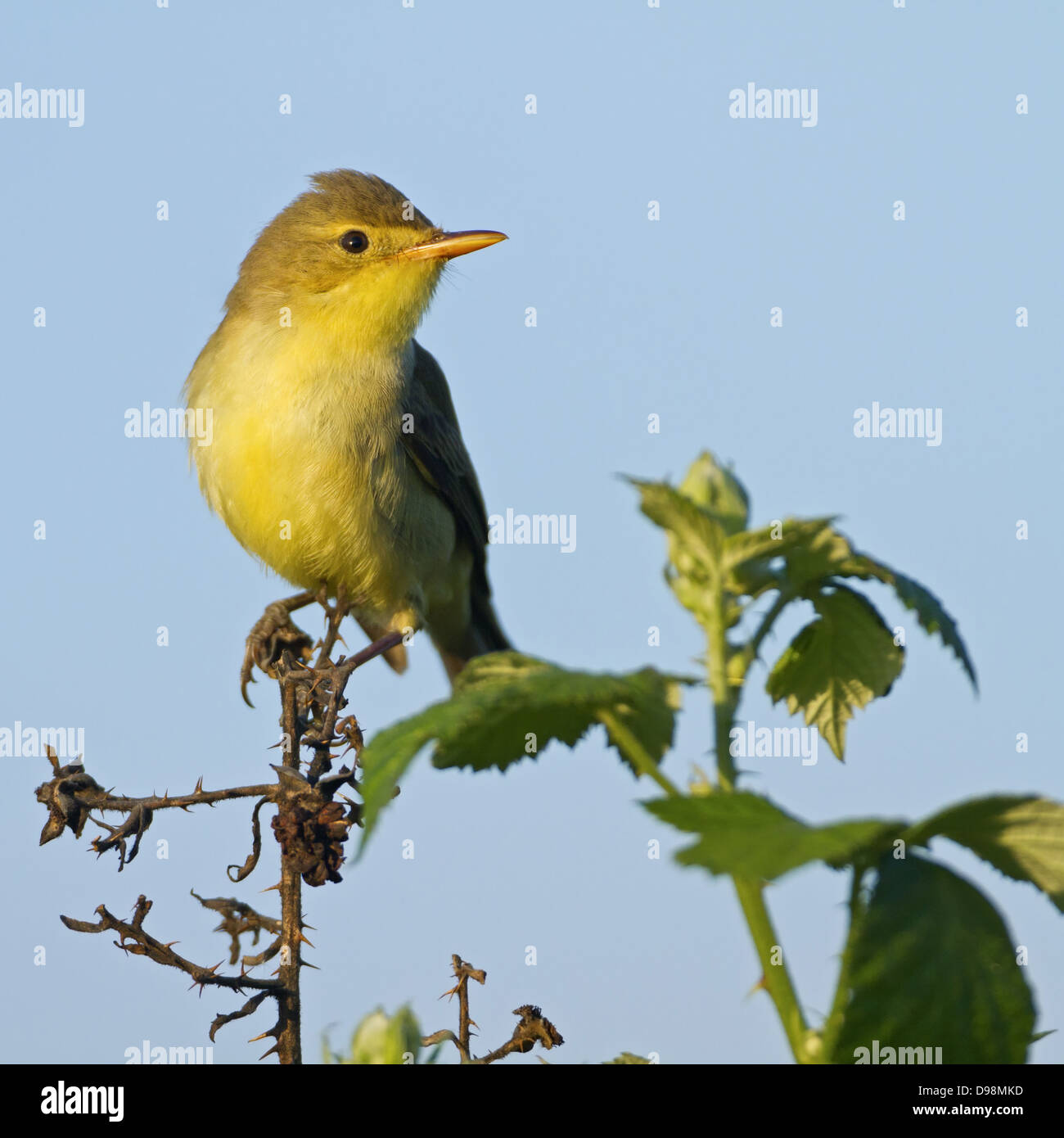 Melodious Warbler, Hippolais polyglotta, Hypolaïs polyglotte ...