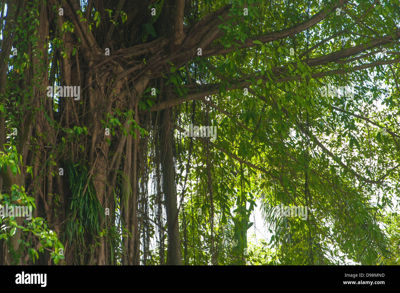 View from the bottom of the tree Stock Photo - Alamy