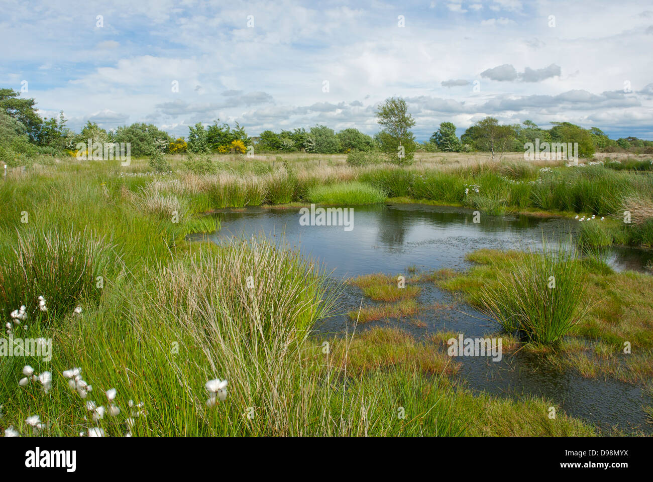 Drumburgh Moss, one of Cumbria Wildlife Trust's nature reserves, on the ...