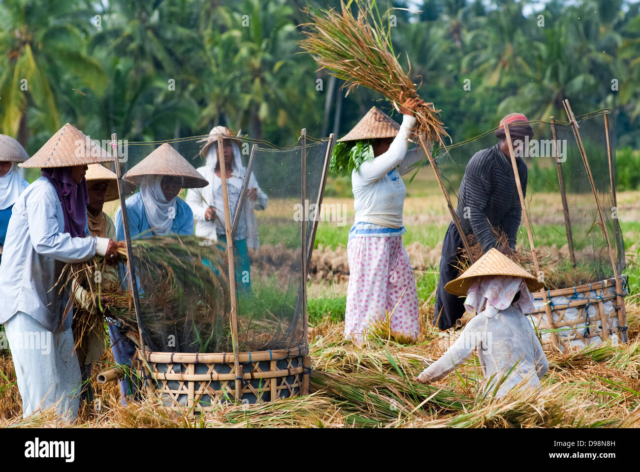 Rice threshing hi-res stock photography and images - Alamy