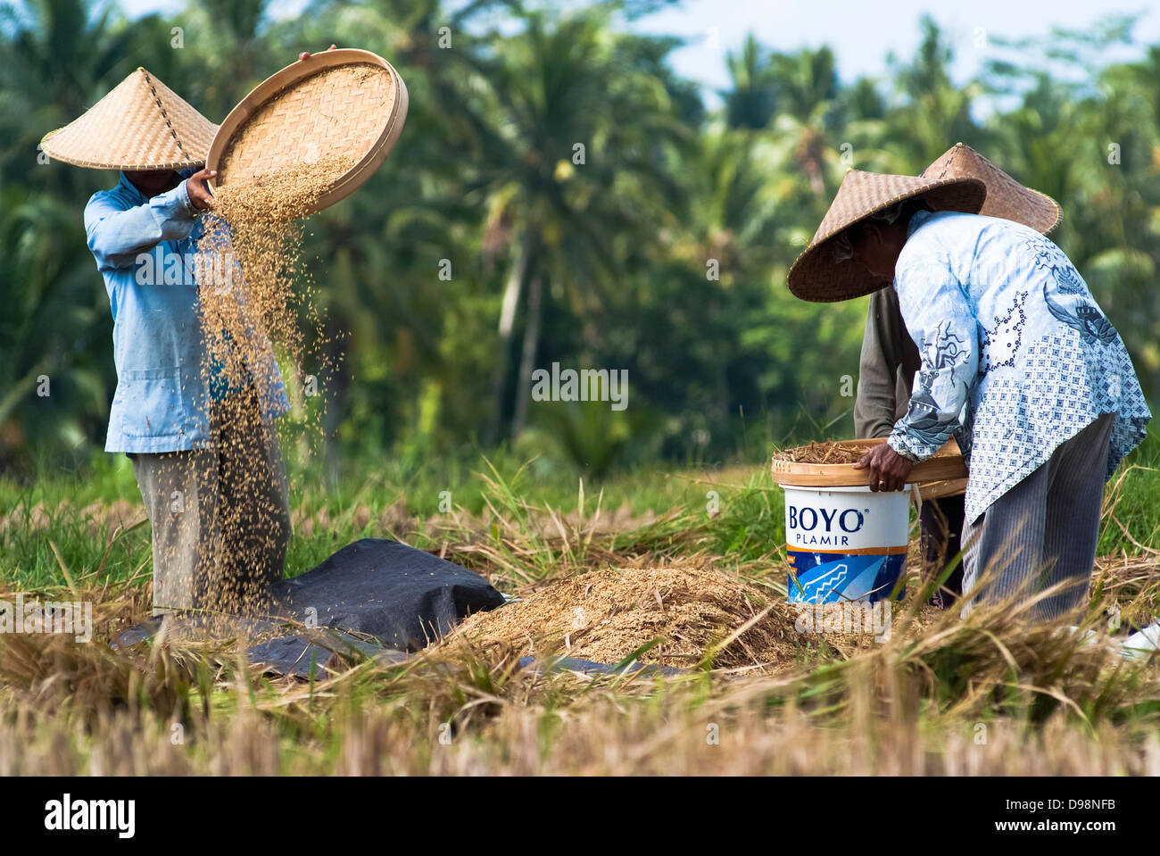 Winnowing seeds hi-res stock photography and images - Alamy