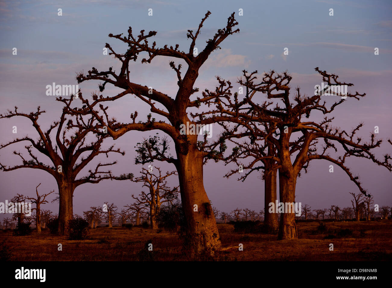 trees, senagal, africa Stock Photo - Alamy