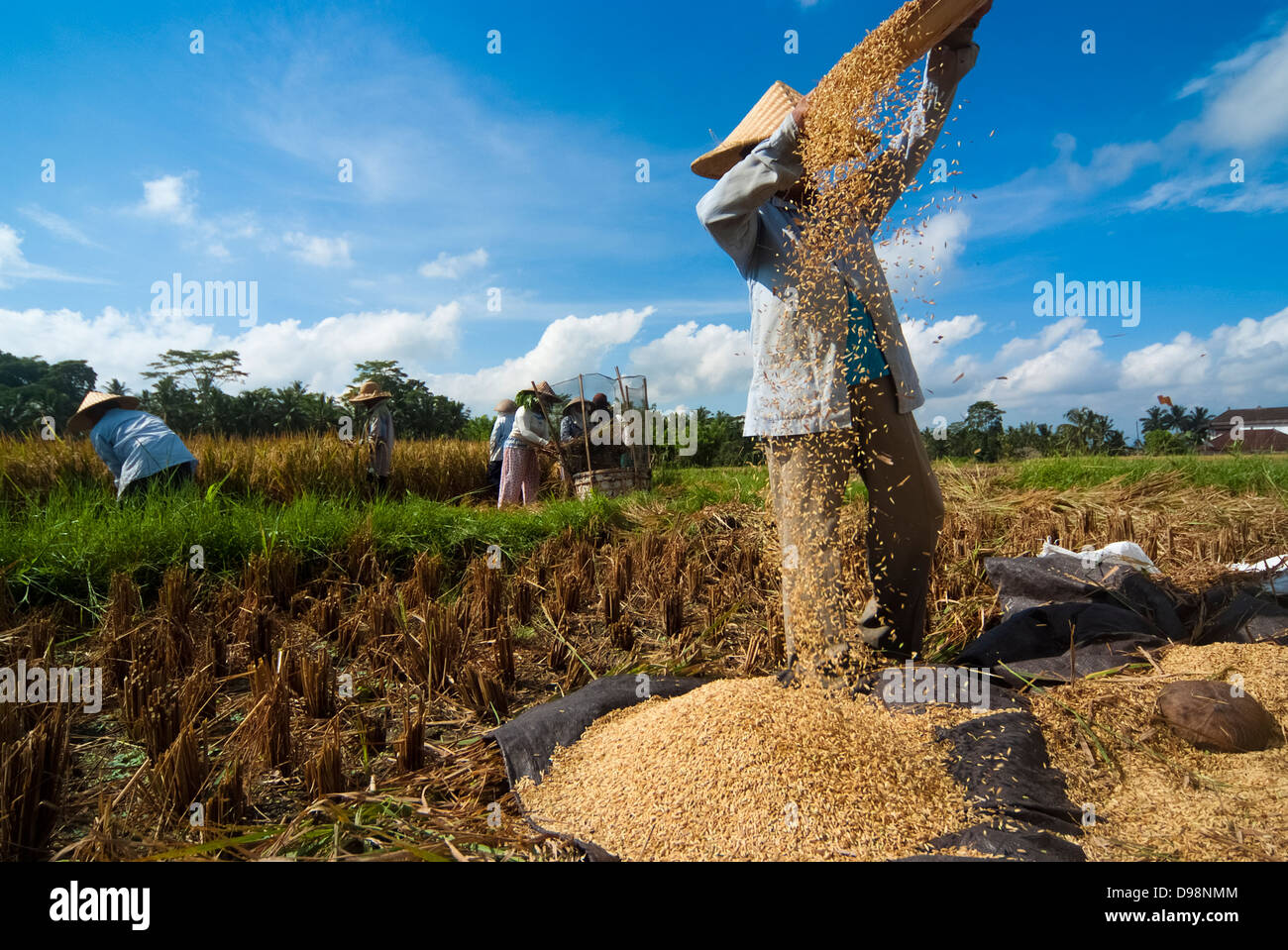 Rice winnowing hi-res stock photography and images - Alamy