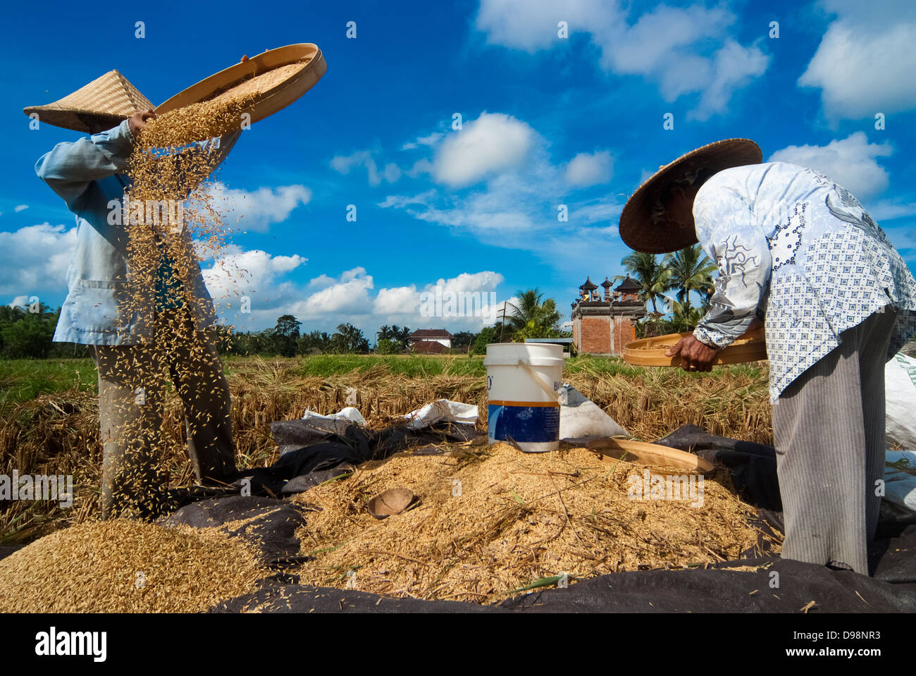 Winnowing seeds hi-res stock photography and images - Alamy