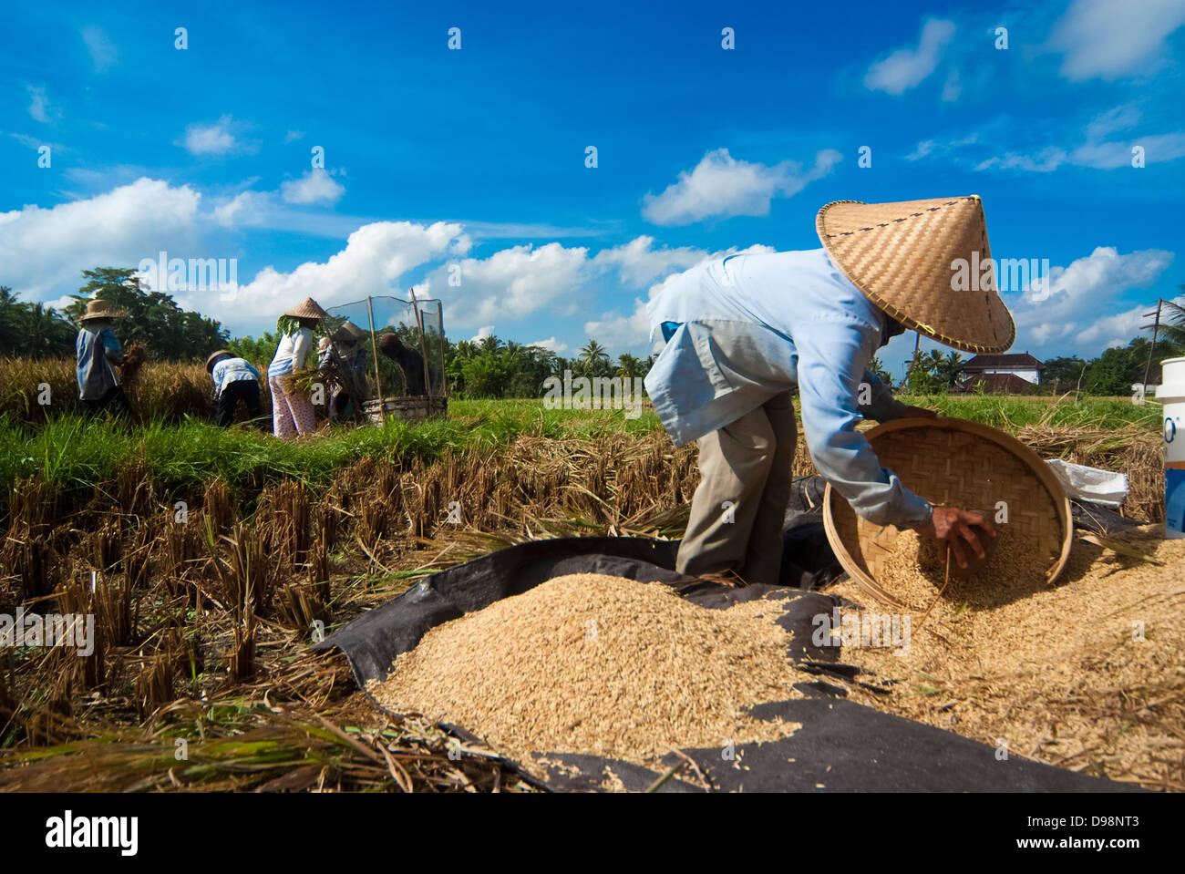 Winnowing seeds hi-res stock photography and images - Alamy