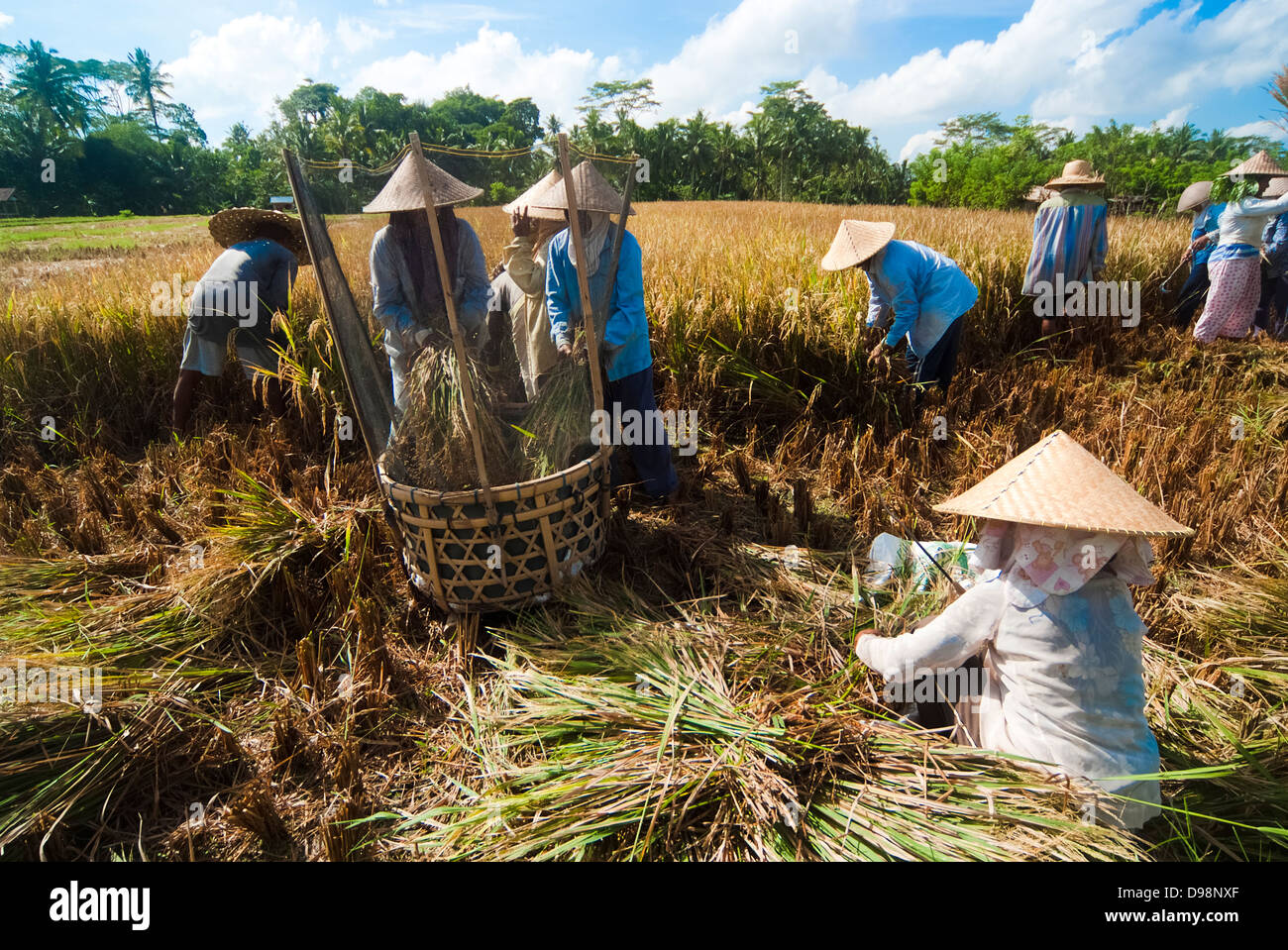 Farmer threshing rice in hi-res stock photography and images - Alamy