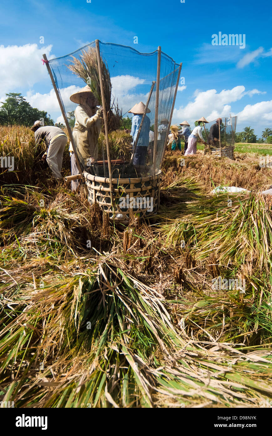 Bali rice production hi-res stock photography and images - Alamy