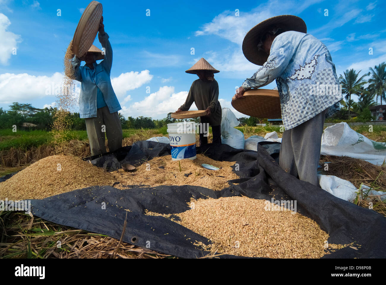 Rice winnowing in Ubud, Bali, Indonesia Stock Photo - Alamy