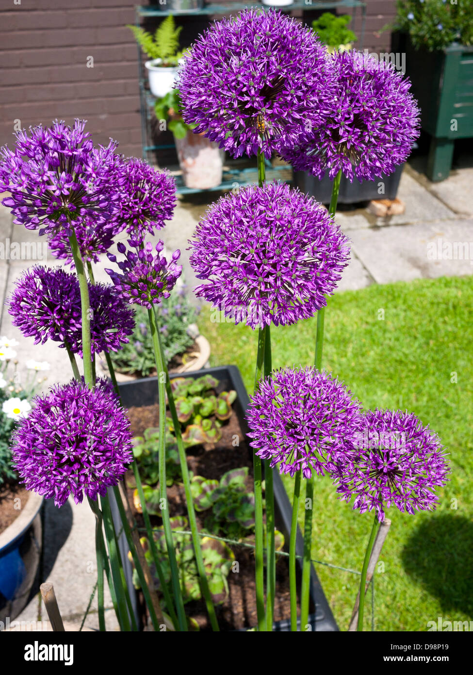 Allium plant hi-res stock photography and images - Alamy