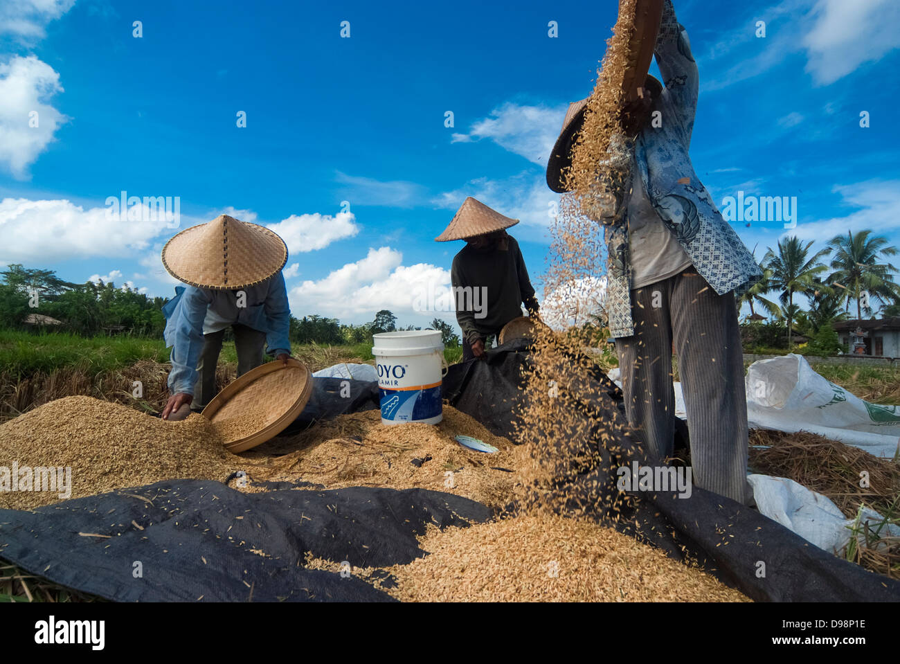Winnowing Seeds High Resolution Stock Photography and Images - Alamy