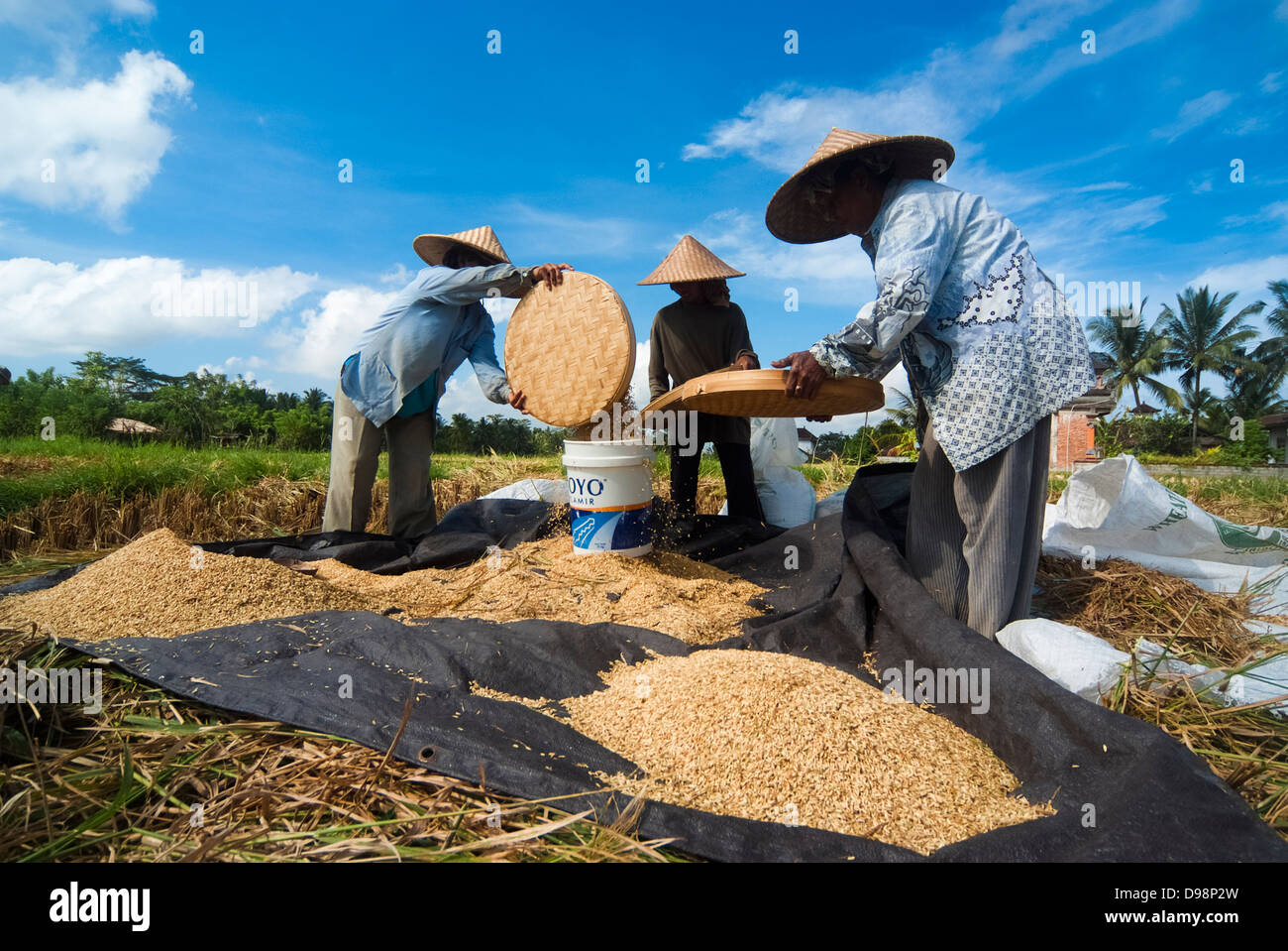 Winnowing Seeds High Resolution Stock Photography and Images - Alamy
