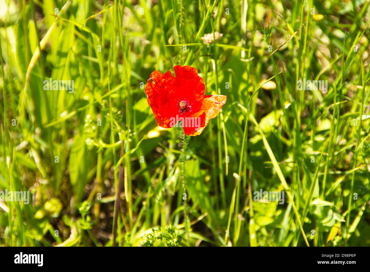 Beautiful red corn poppy on field Stock Photo - Alamy