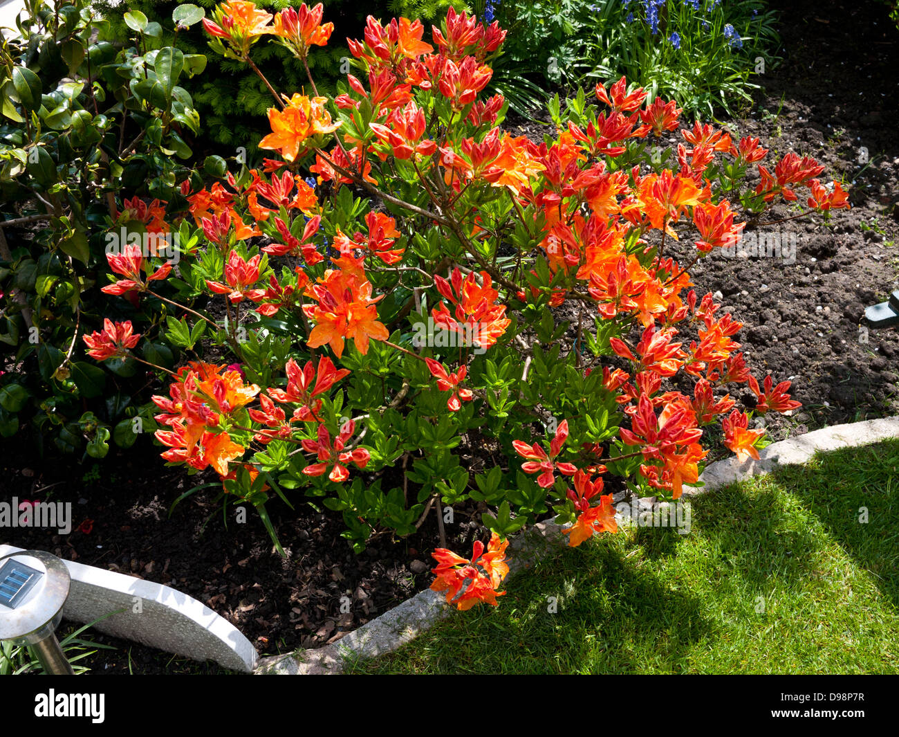 Azalea bush hi-res stock photography and images - Alamy