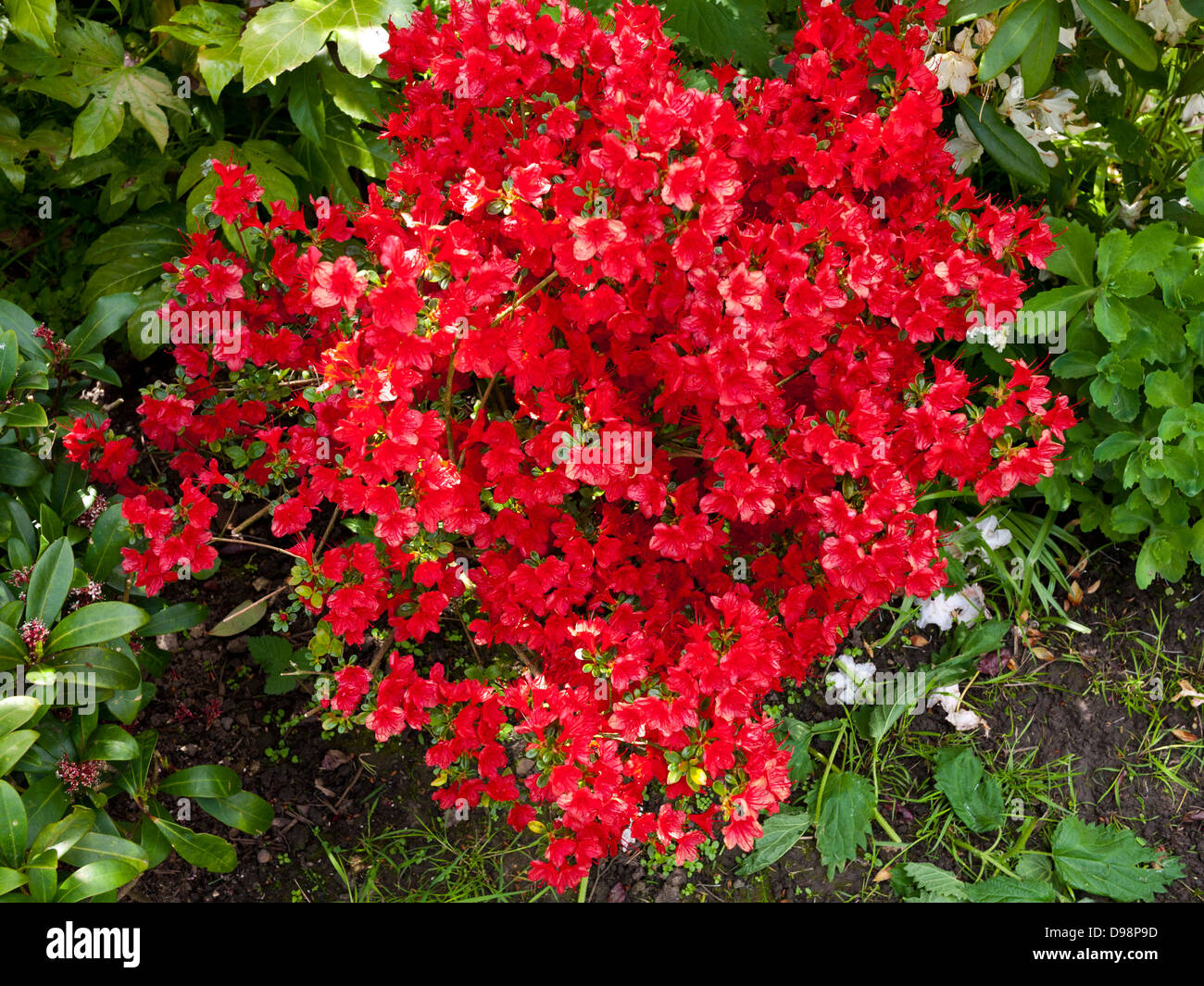 Azalea Bush High Resolution Stock Photography and Images - Alamy