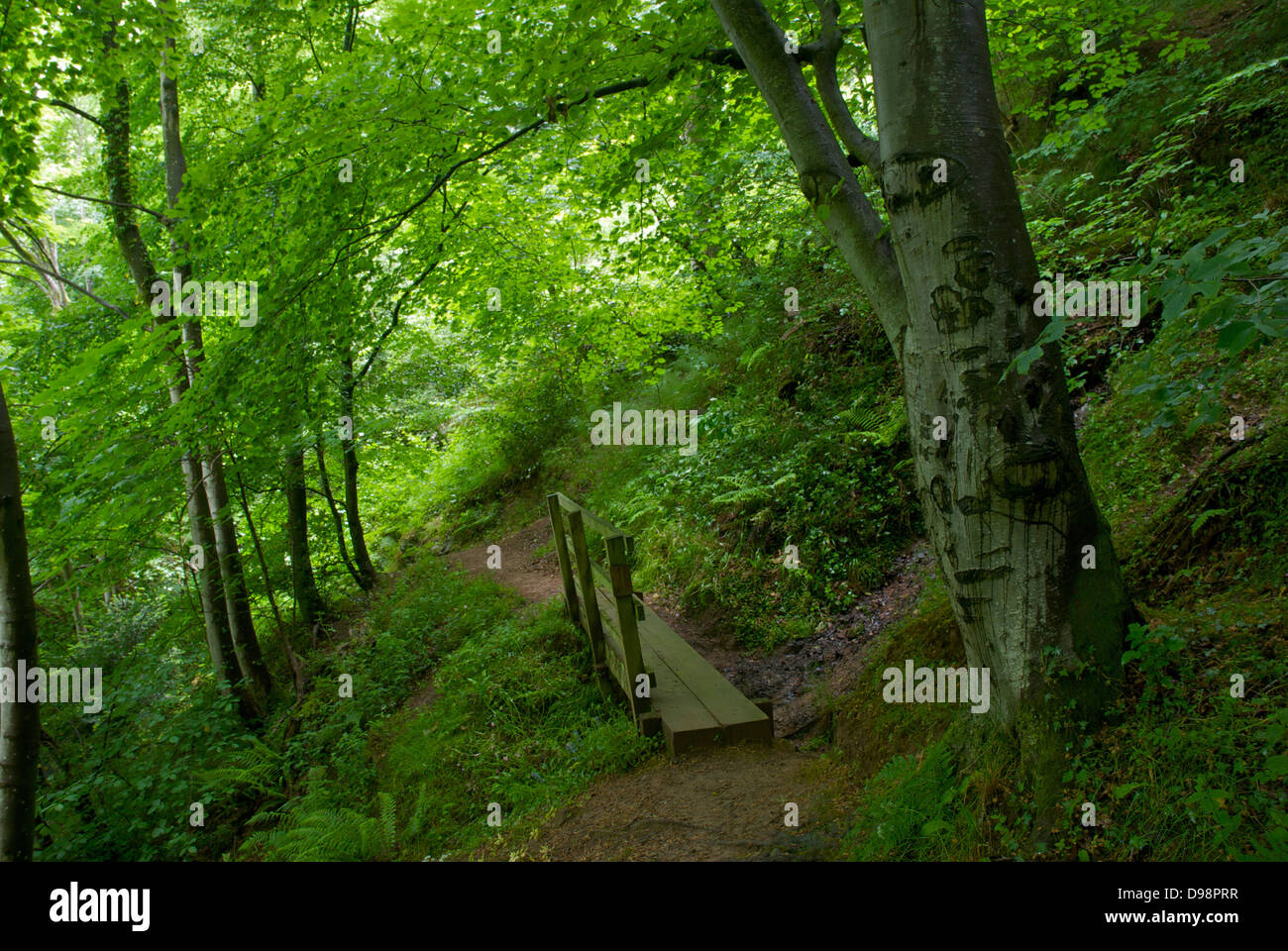Wreay woods hi-res stock photography and images - Alamy