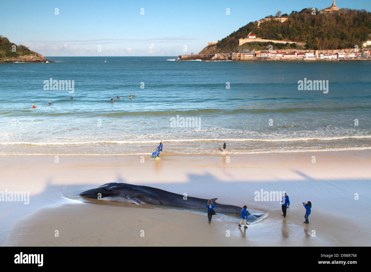 A Fin whale beached at San Sebastian, in the Basque country Stock Photo ...