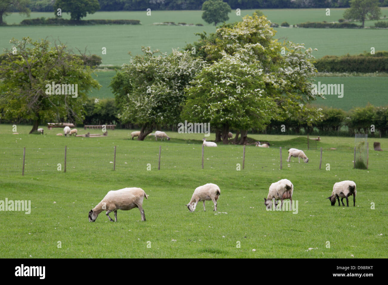 Ewes and lambs grazing Stock Photo - Alamy