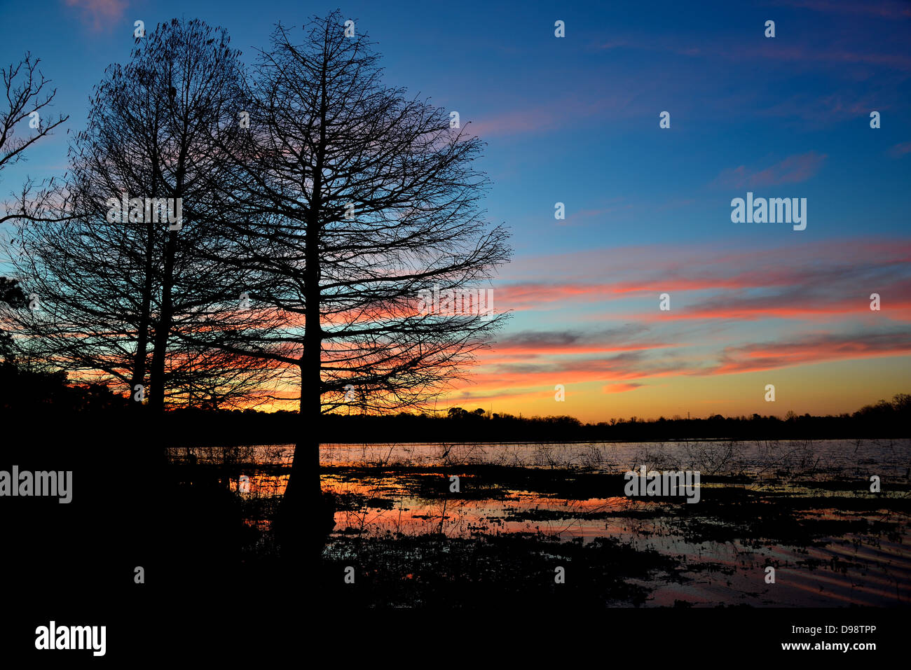 Cypress trees in silhouette hi-res stock photography and images - Alamy