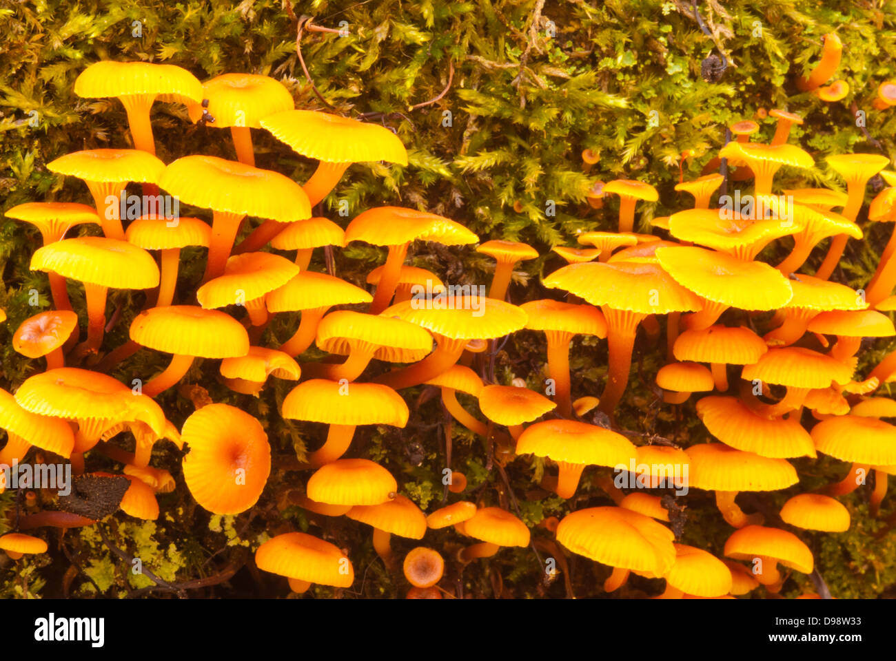 Orange chanterelle hi-res stock photography and images - Alamy